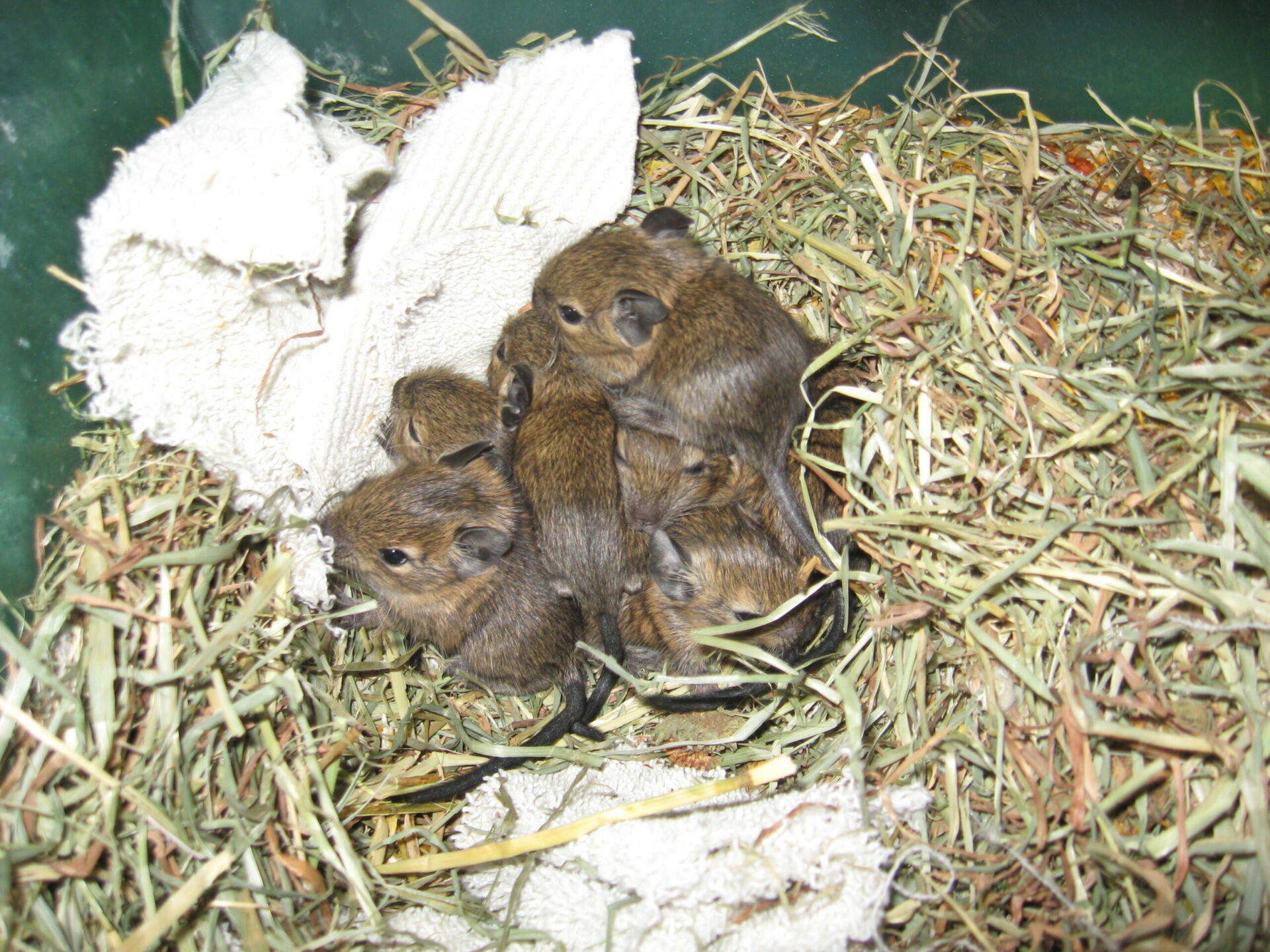 Standard of breeding of the Octodon degus - World of degus