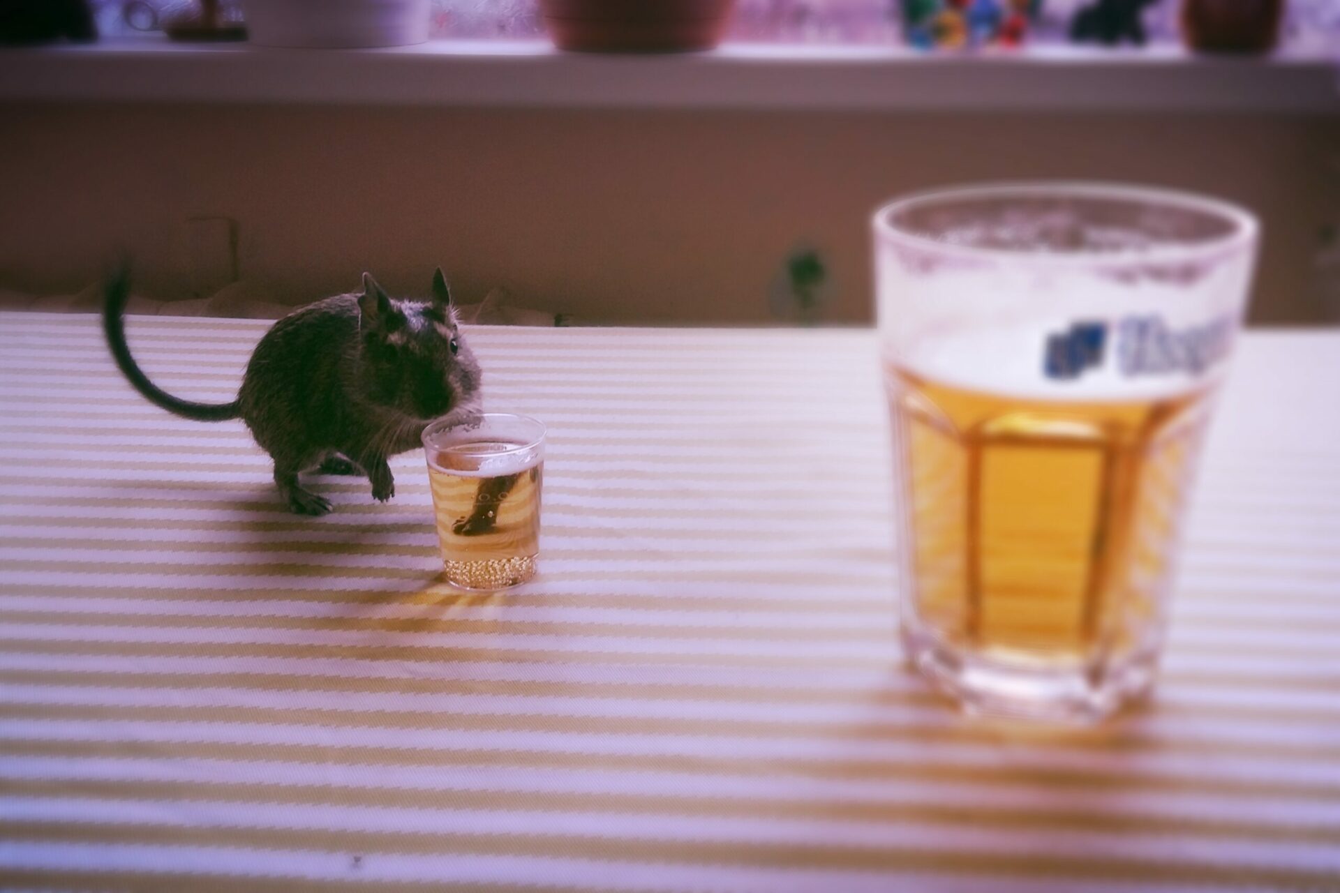 Bottle or water bowl for the degus? - World of degus