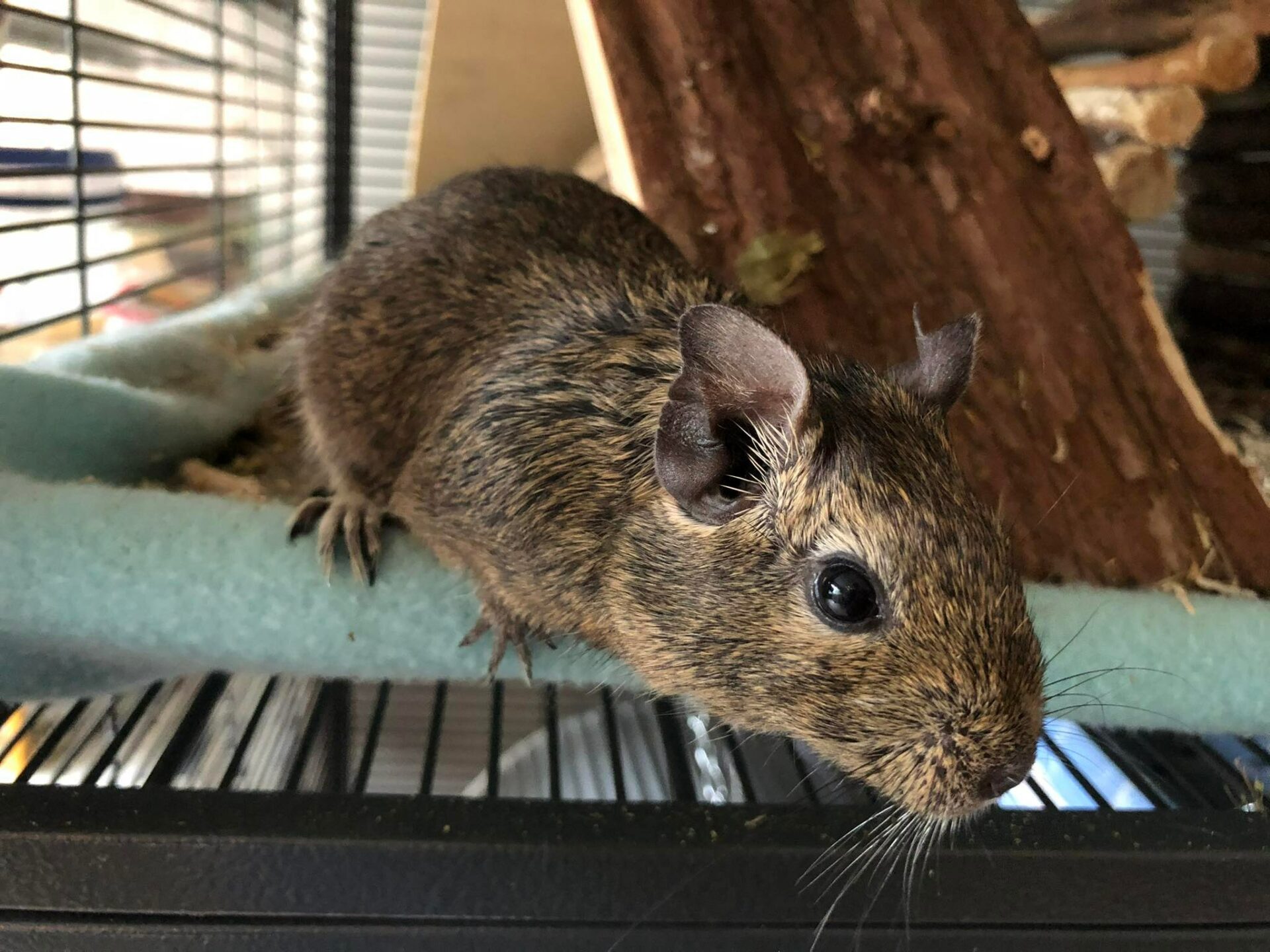 Behavioral problems and stereotypies in the degus - World of degus