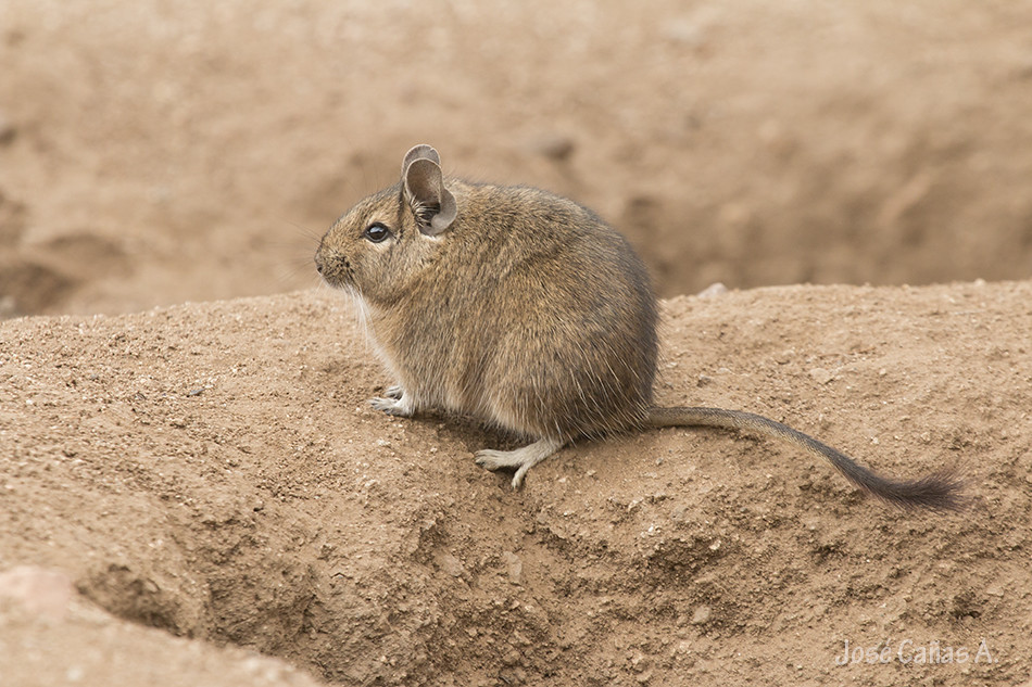 Octodon degus morphology - World of degus