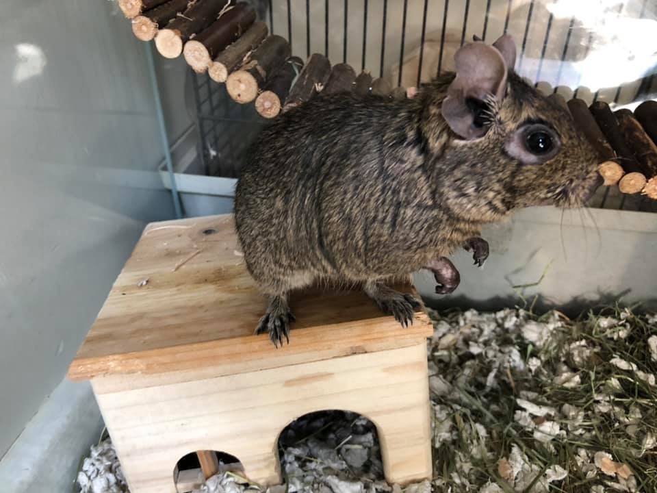 Alopecia and fur loss in degus - World of degus