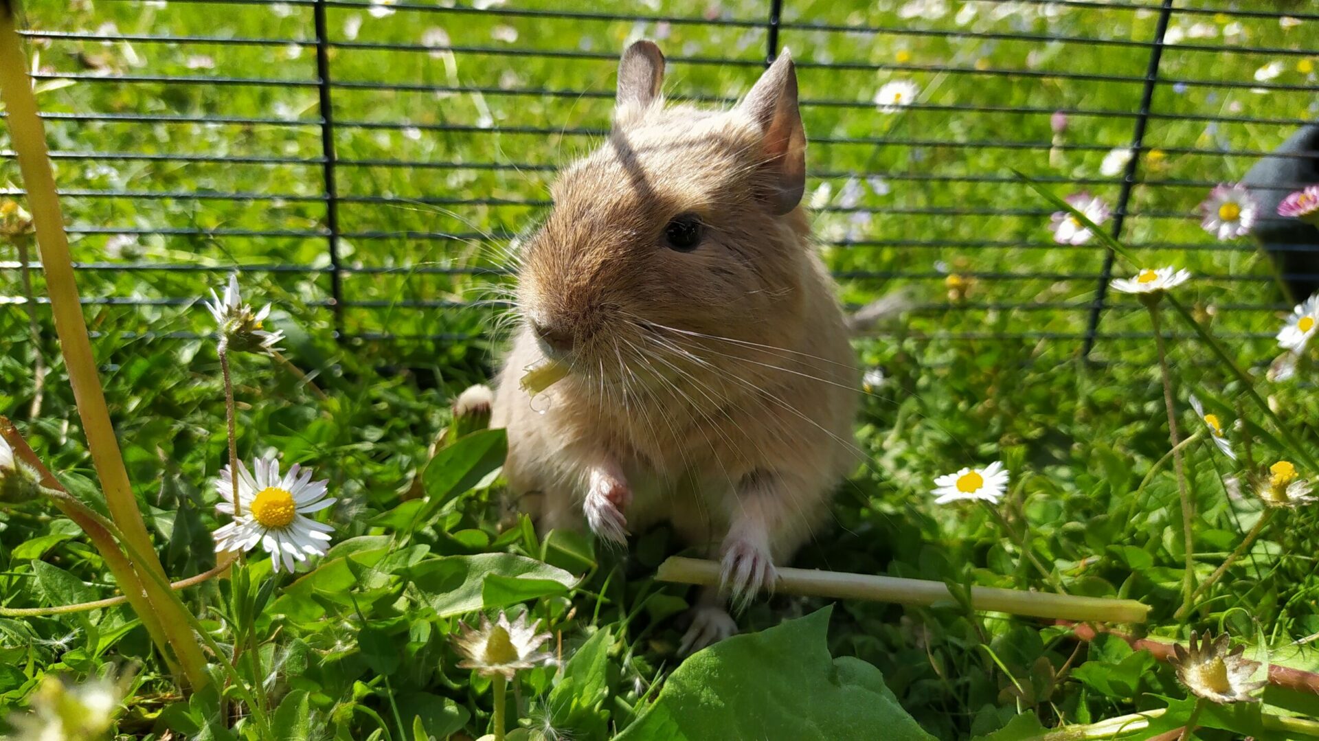 How to take your degus outside? - World of degus