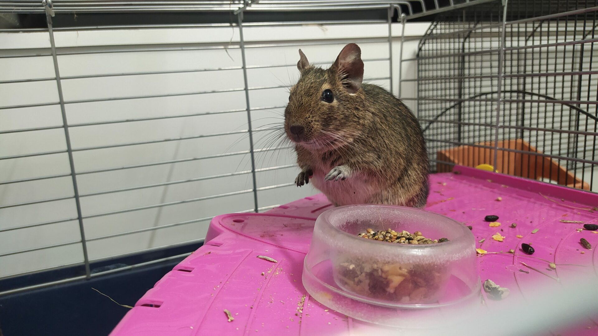 How to treat the arthritis in the common degu - World of degus