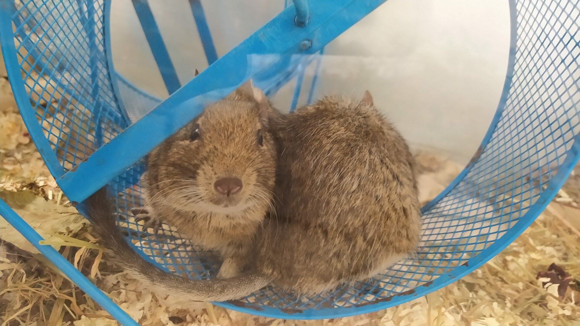 Enrichment guide for degus - World of degus