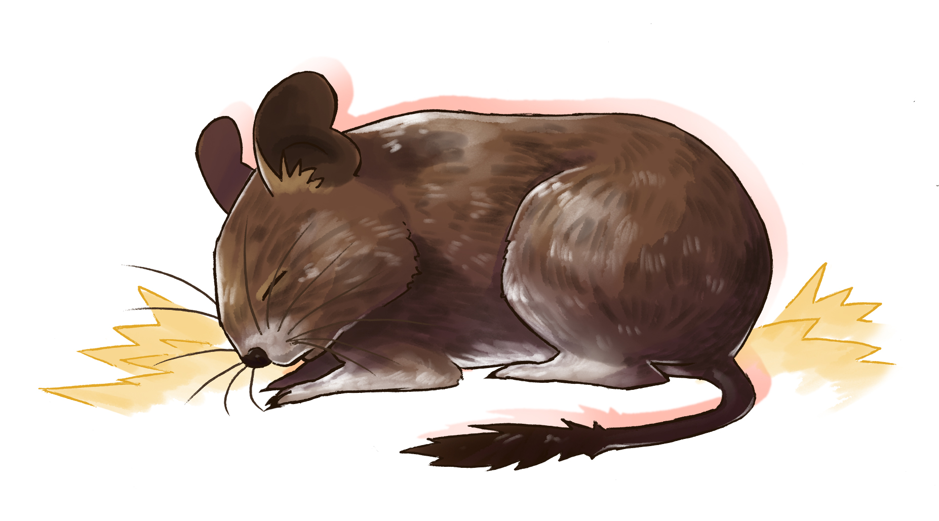 The main diseases and pathologies in degus - World of degus