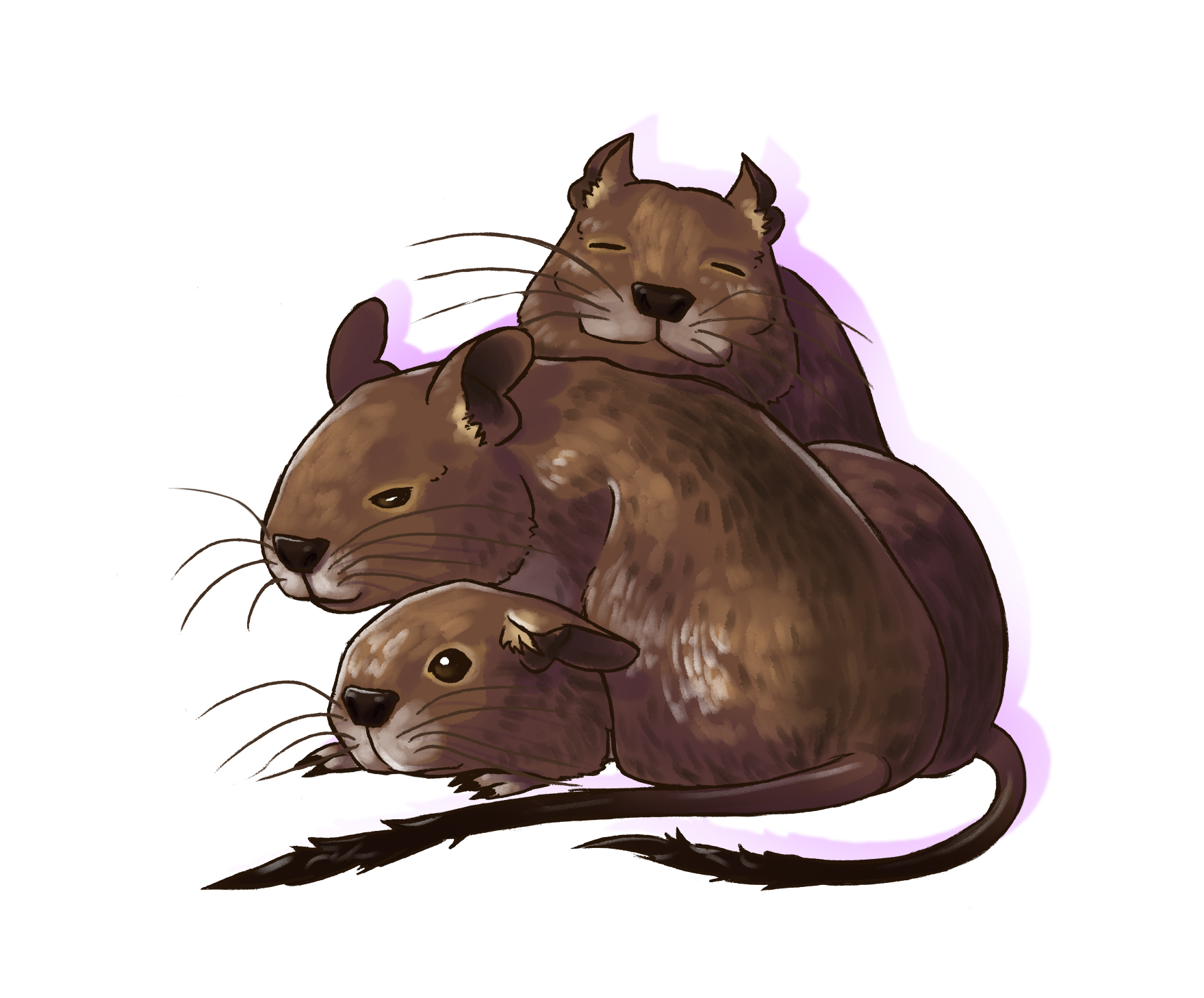 Guide to introducing new degus - World of degus