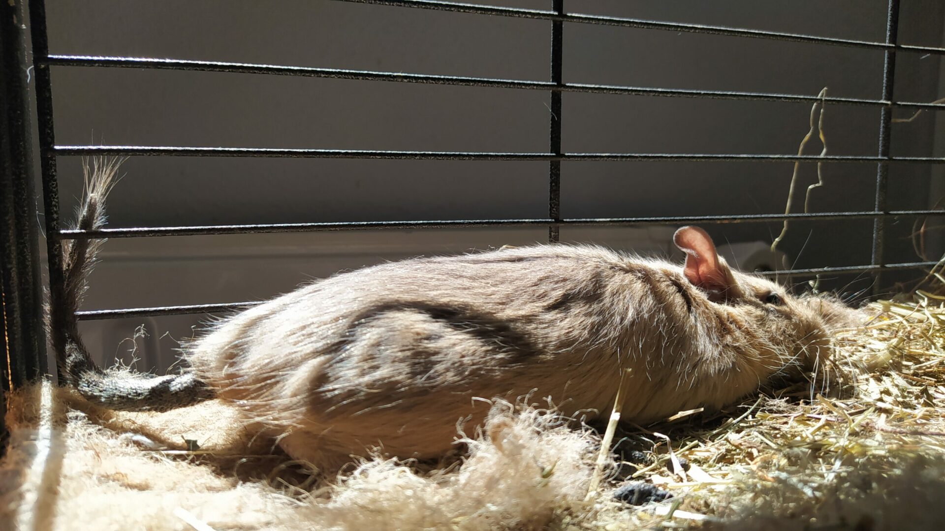 How to avoid heat stroke in degus? - World of degus
