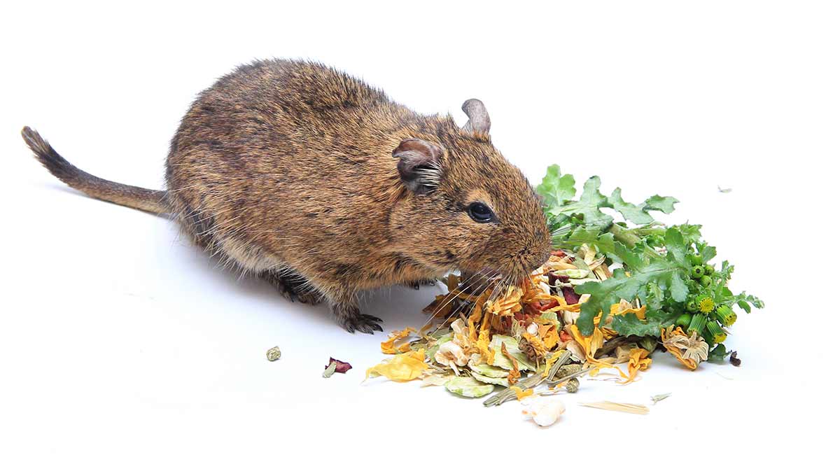 Edible food and plants for degus - World of degus