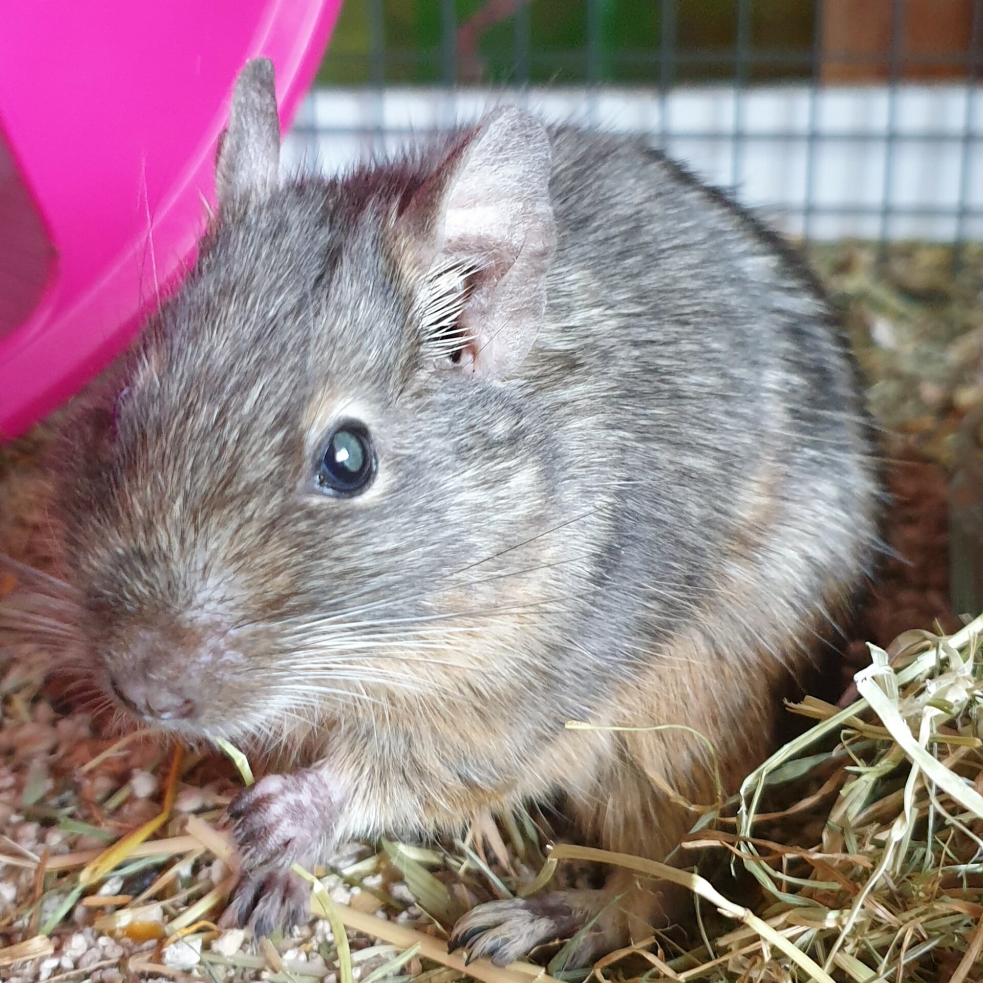 Degus hay comparison - World of degus