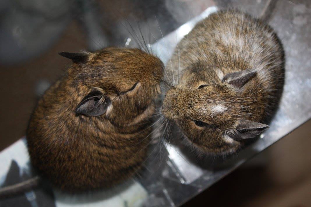 Degus behavior - World of degus