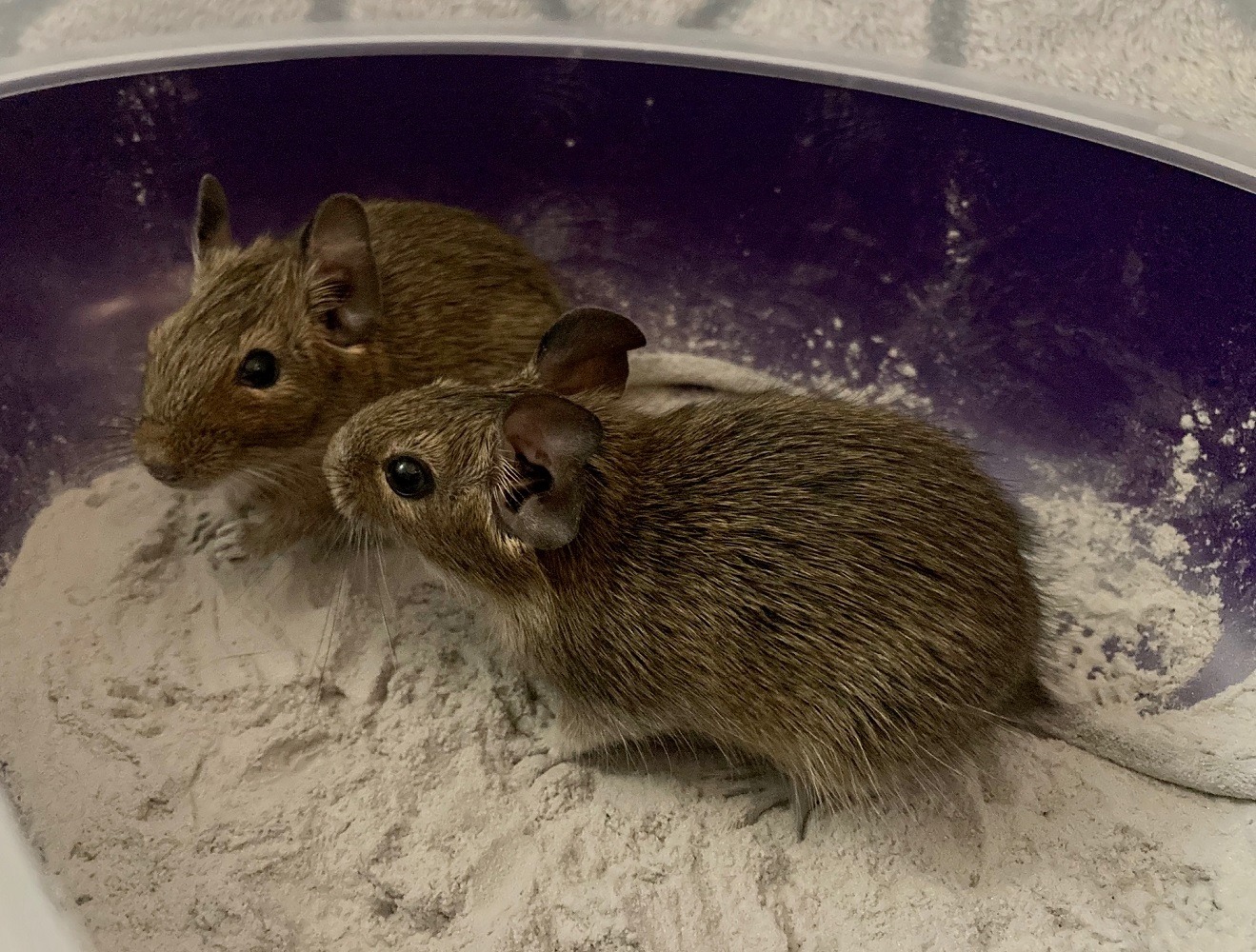 Which bathing soil / sand for my degus? - World of degus