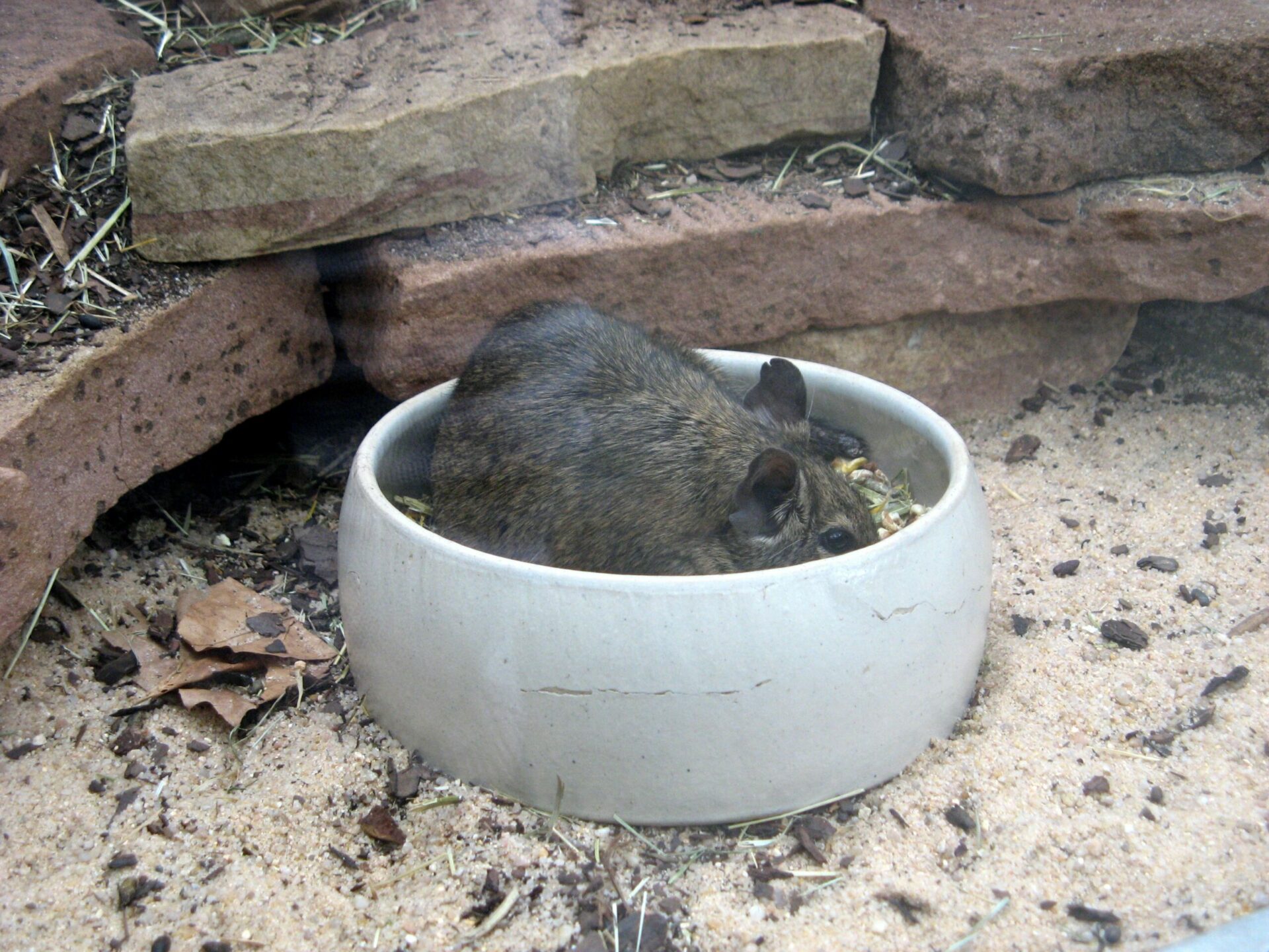 The bowl, useful for the degu ? - World of degus