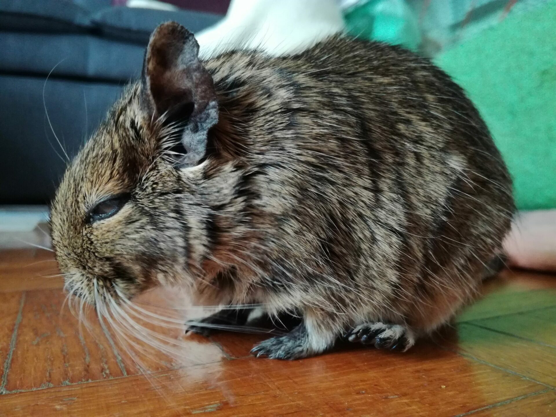 Diabetes & Cataract in degus - World of degus