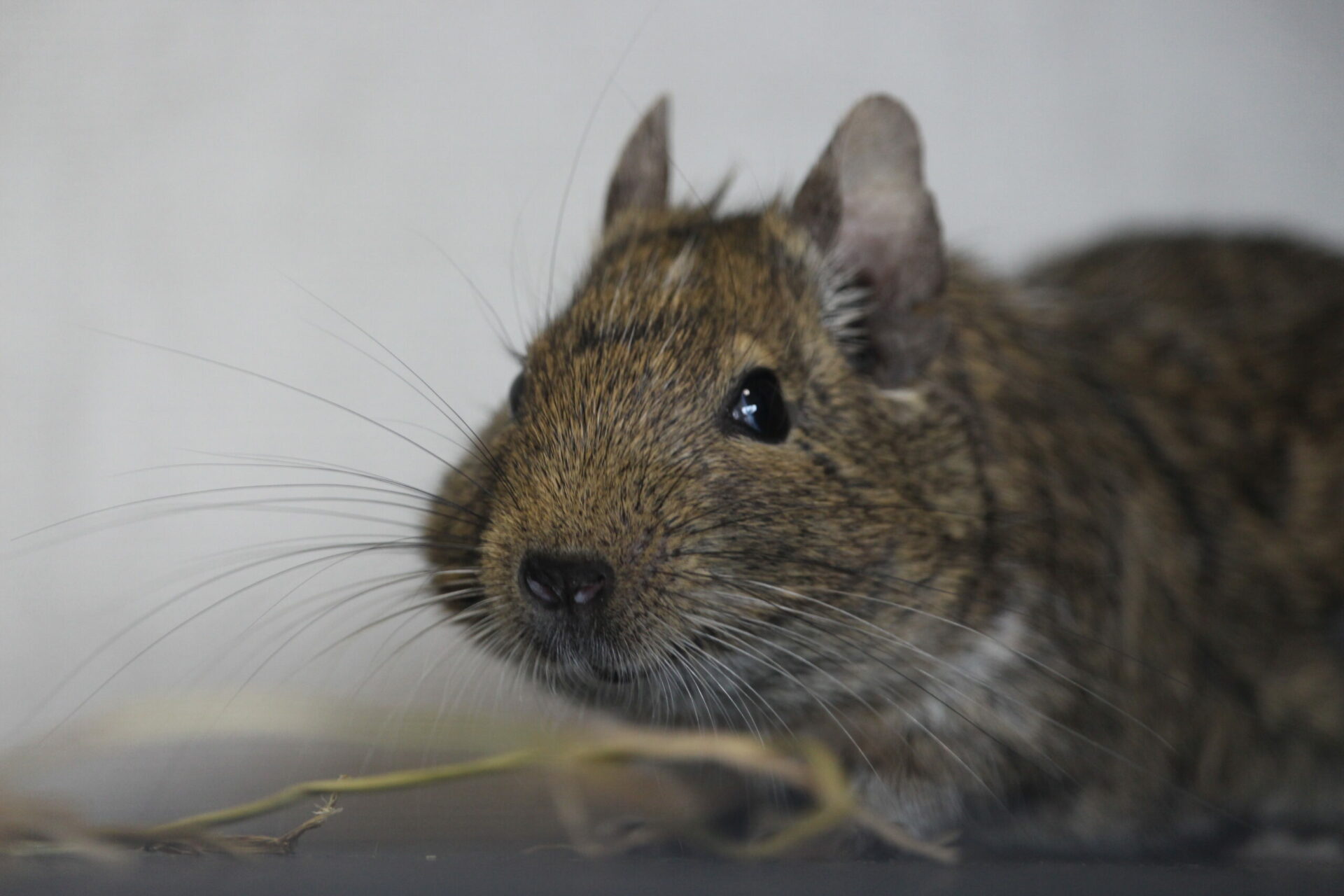 Digestive disorders and bloating in common degus - World of degus