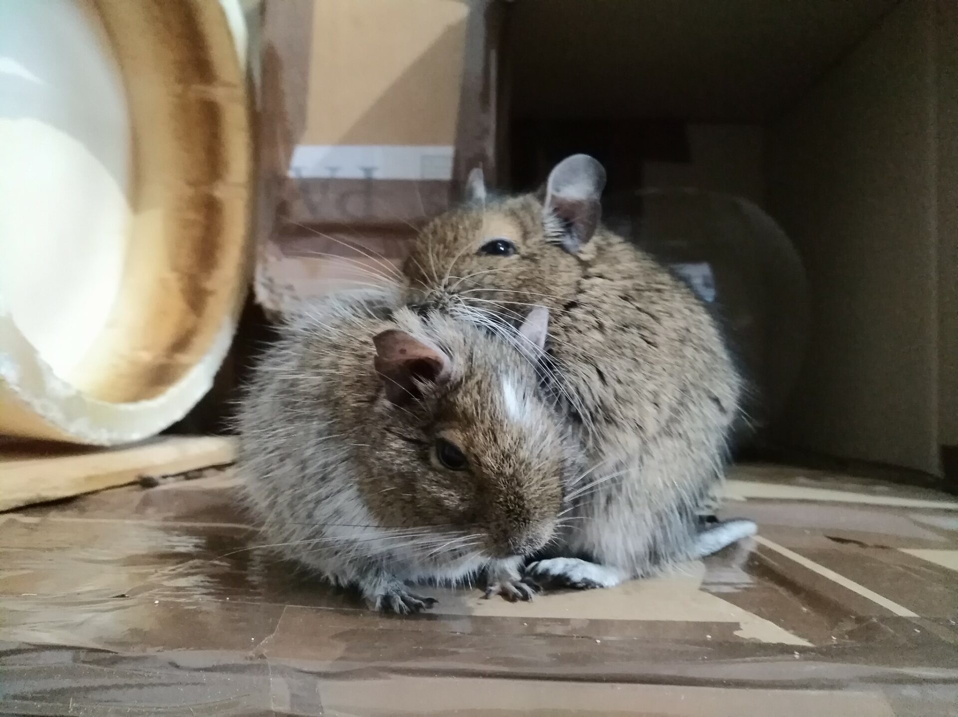 Neutering degus - World of degus