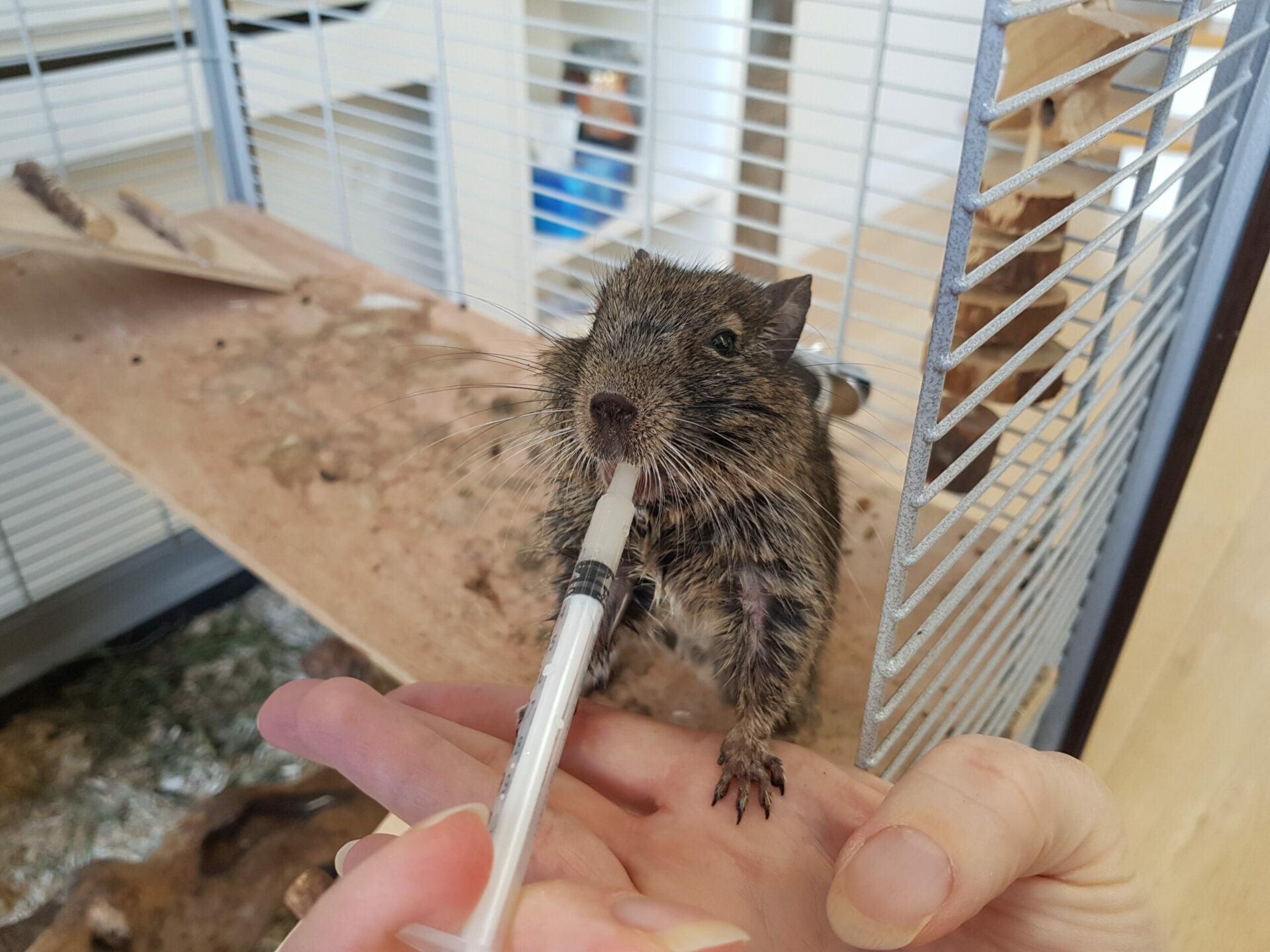 Medically specialized and convalescent nutrition and force-feeding in ...