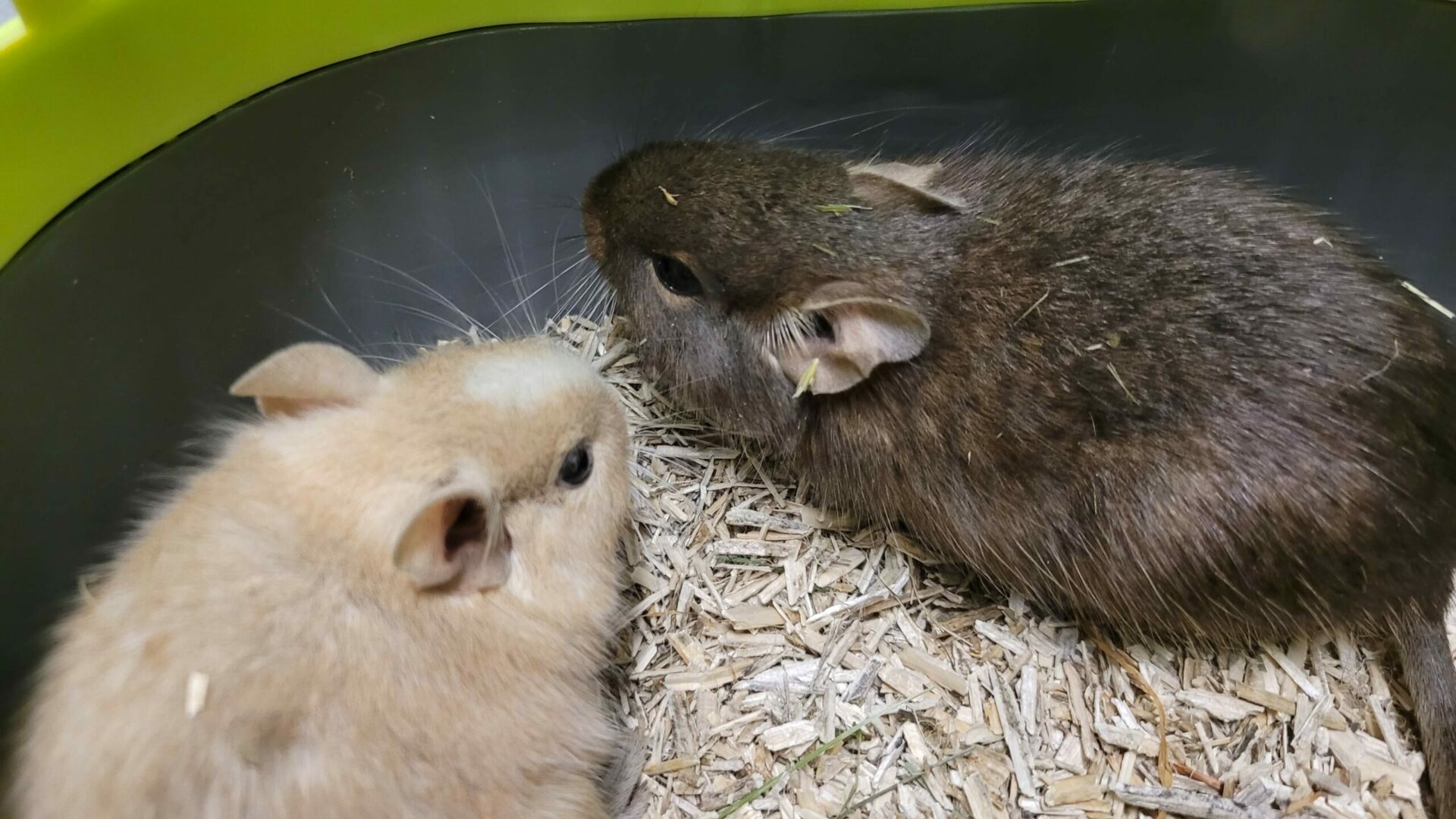 How transporting / traveling with a degu - World of degus