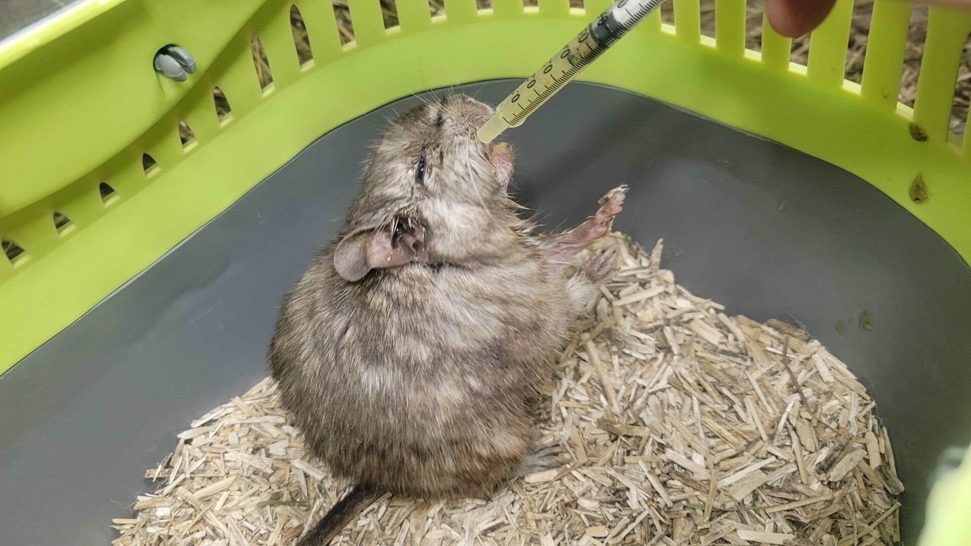 The first aid kit for degus - World of degus