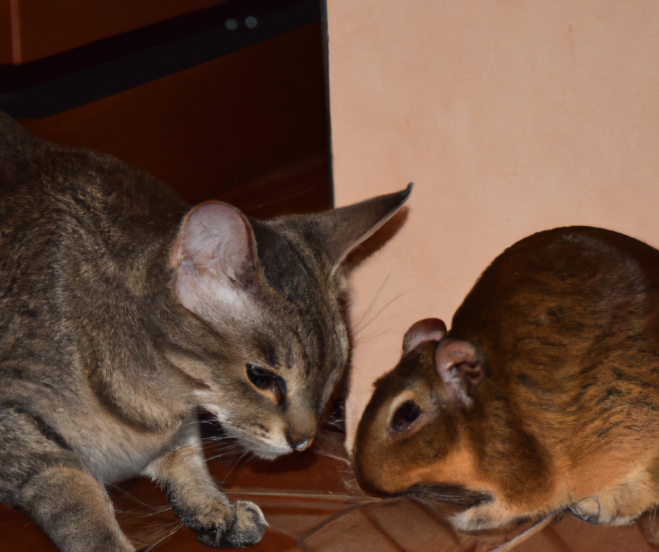 Interspecies cohabitation with a degu - World of degus